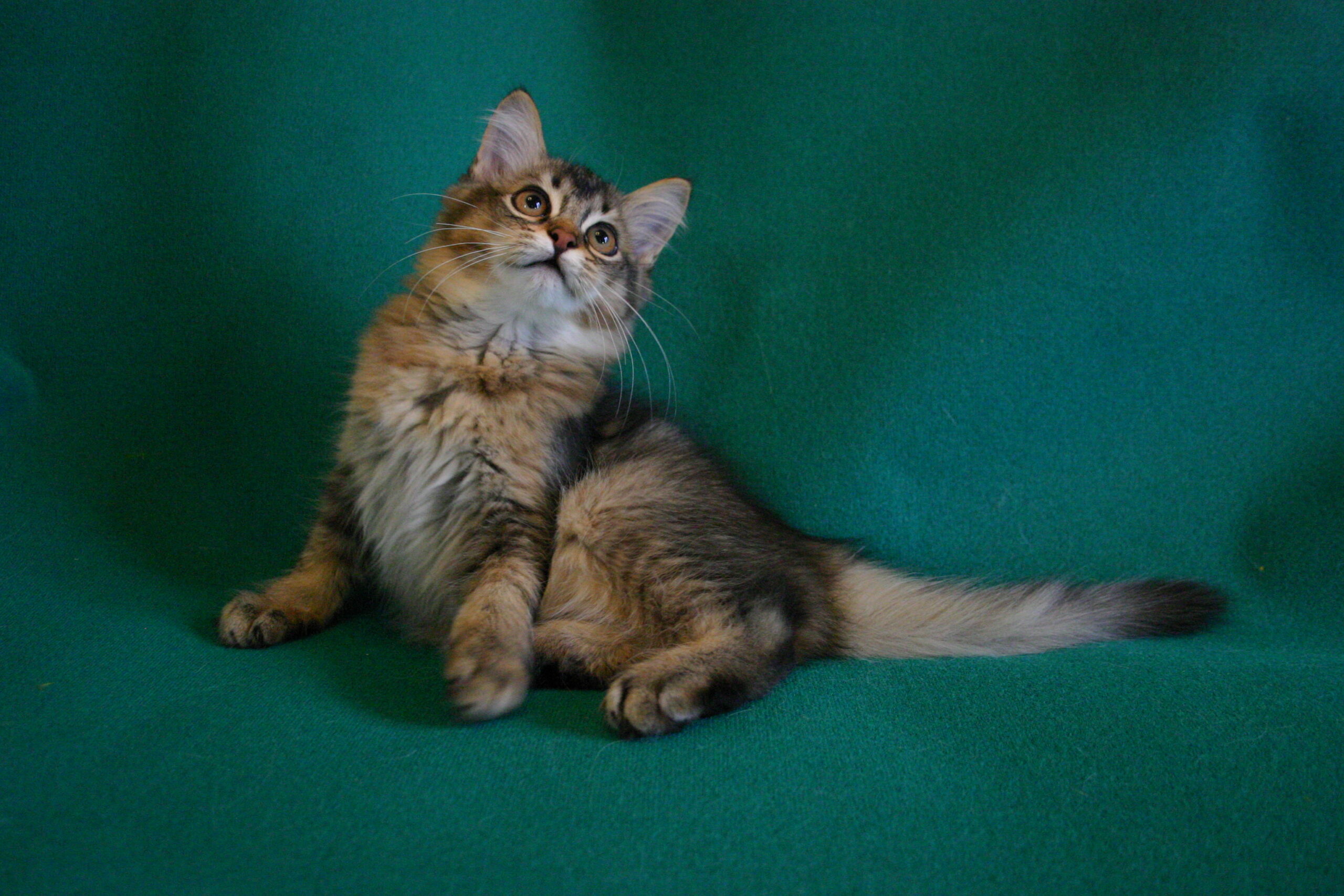 Asian Group Cat Society – Asian Cats: Burmillas, Tabbies, Smokes, Selfs ...