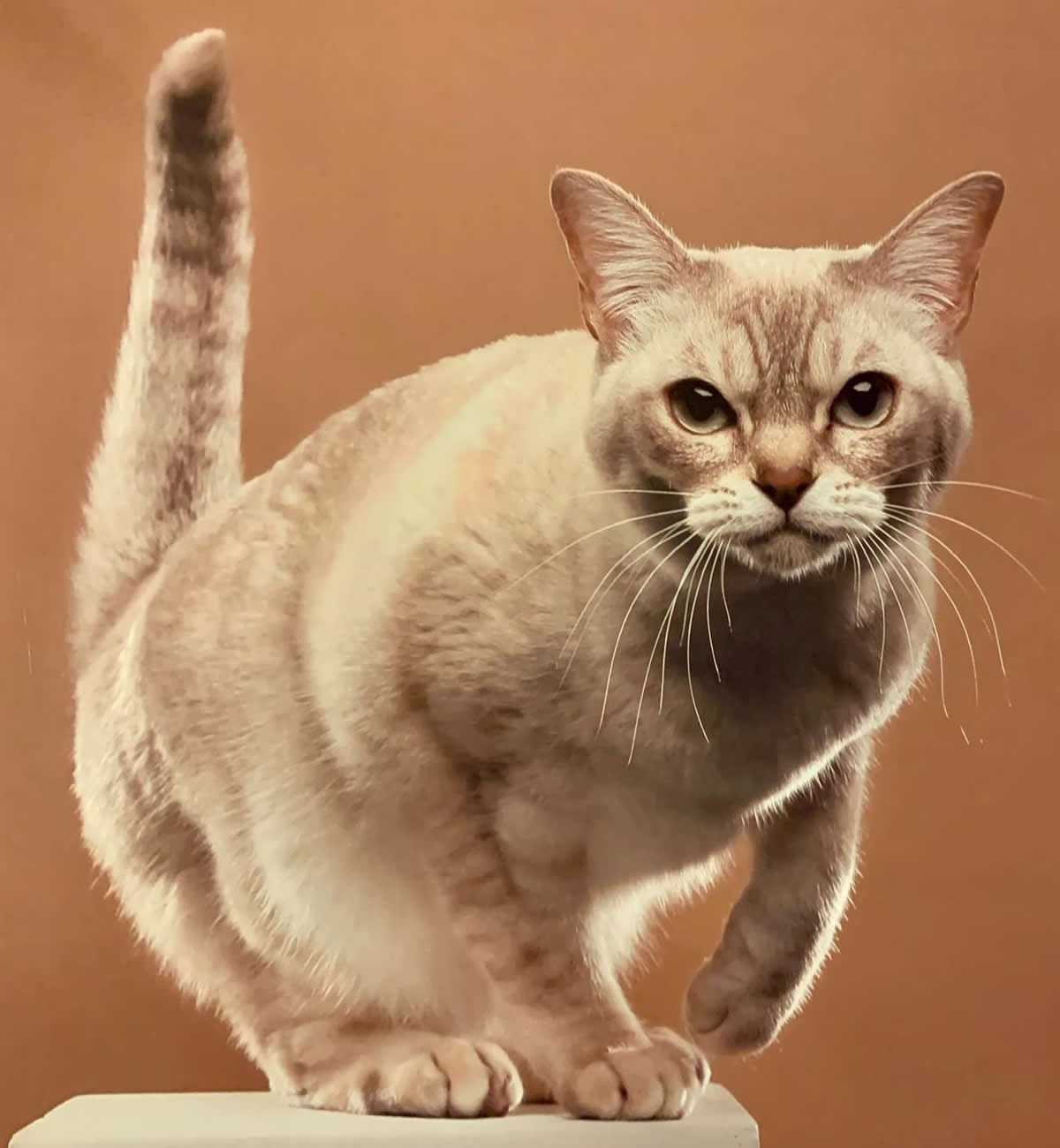 Asian Group Cat Society – Asian Cats: Burmillas, Tabbies, Smokes, Selfs ...