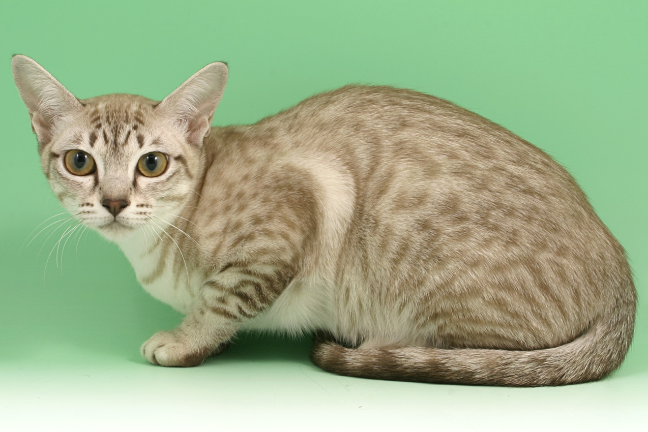 Asian Group Cat Society – Asian Cats: Burmillas, Tabbies, Smokes, Selfs ...