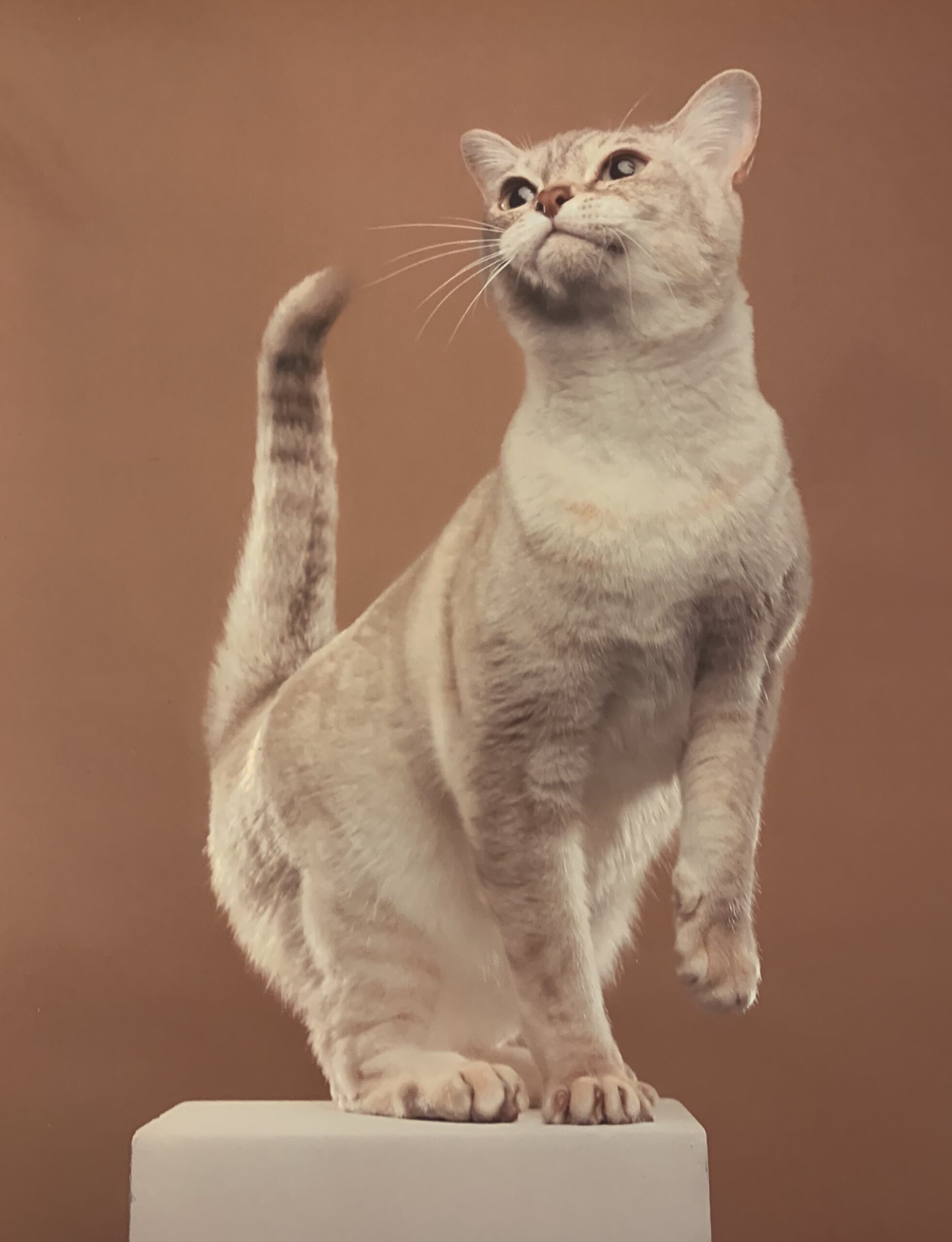 Hall of Fame – Asian Group Cat Society