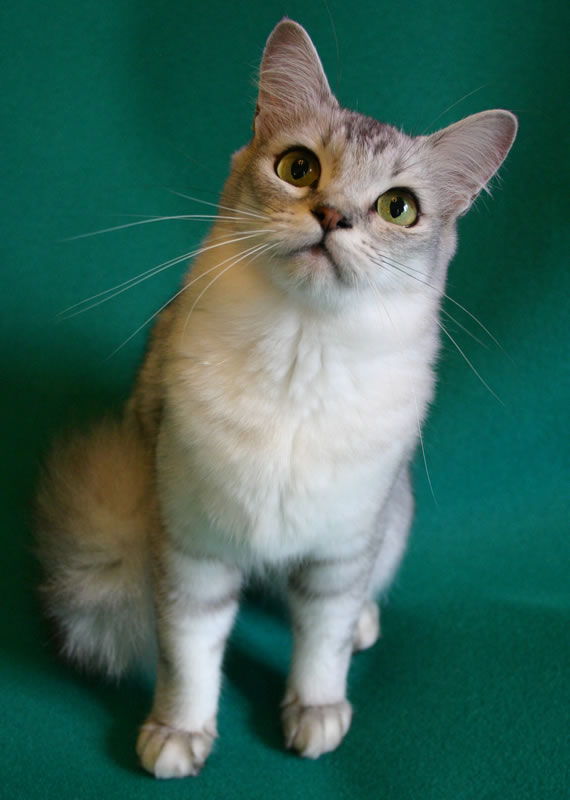 The Breed – Asian Group Cat Society